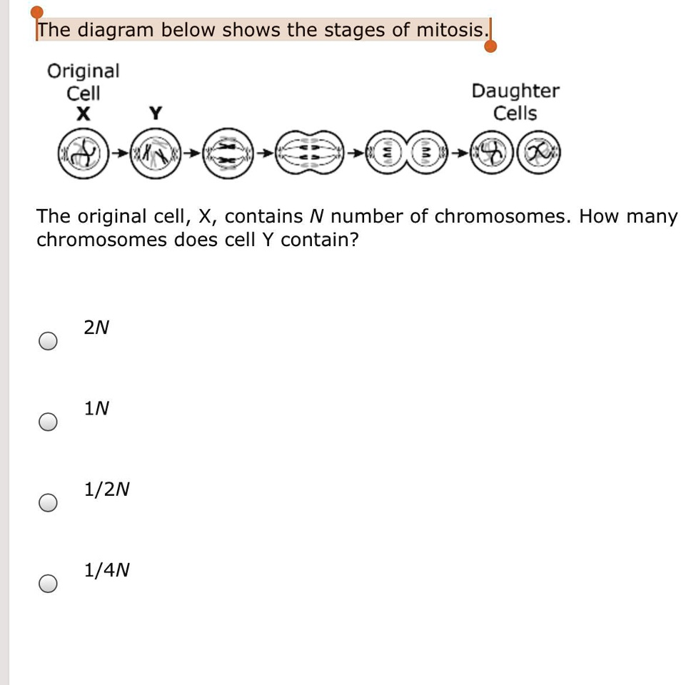 SOLVED: The diagram below shows the stages of mitosis. The original ...