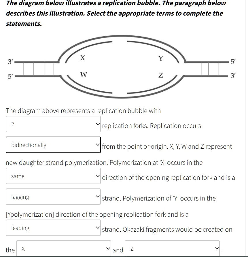 SOLVED: The diagram below illustrates a replication bubble. The ...