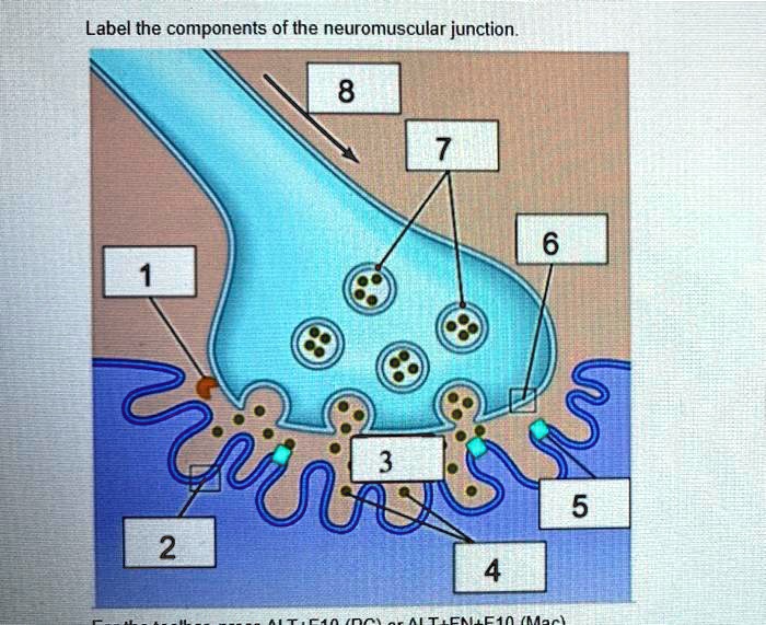 Label the components of the neuromuscular junction.