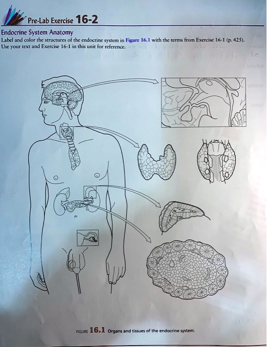 pre lab exercise 16 2 endocrine system anatomy labcl and color the ...