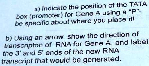 SOLVED: Indicate the position of the TATA box (promoter) for Gene A using a "P" be specific ...