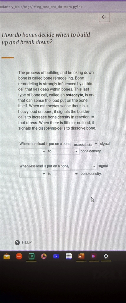 [GET ANSWER] How do bones decide when to build up and break down? The ...