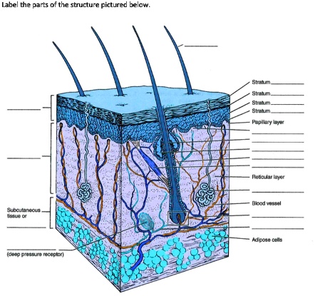 Label the parts of the structure pictured below. Subcutaneous tissue or ...