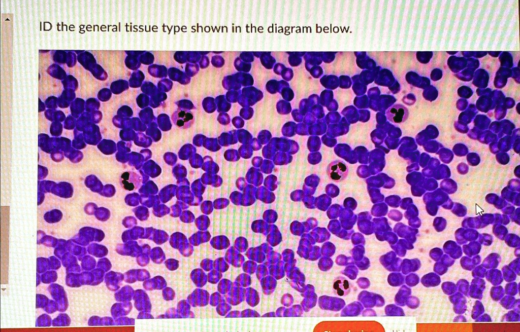 ID the general tissue type shown in the diagram below.