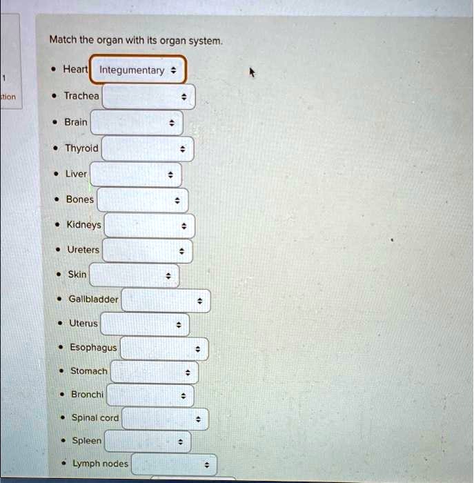 Match the organ with its organ system. • Heart Integumentary • Trachea ...