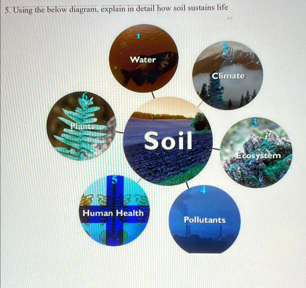Using the diagram below, explain in detail how soil sustains life ...