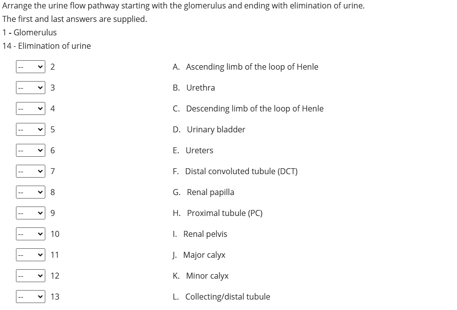 Arrange the urine flow pathway starting with the glomerulus and ending ...