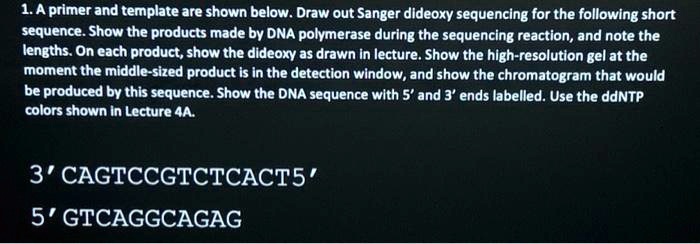 SOLVED: A primer and template are shown below. Draw out Sanger dideoxy ...