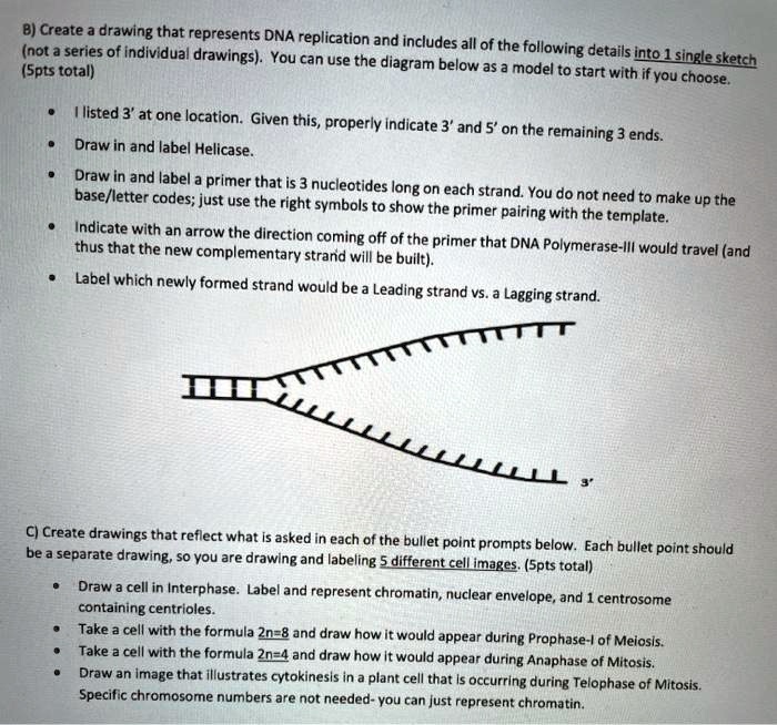 b create drawing that represents dna replication and not series of individua drawings you ...