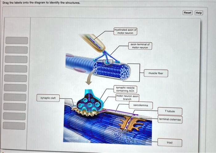 SOLVED: There are two wrong, what needs to swapped? Drag the labels onto the diagram to identify ...