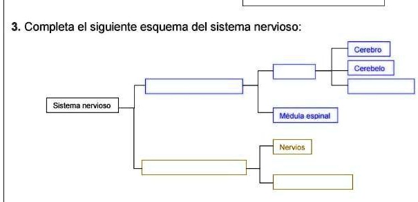 SOLVED: completa el esquema aiudaaaa 3, Completa el siguiente esquema ... SOLVED: completa el esquema aiudaaaa 3, Completa el siguiente esquema ...