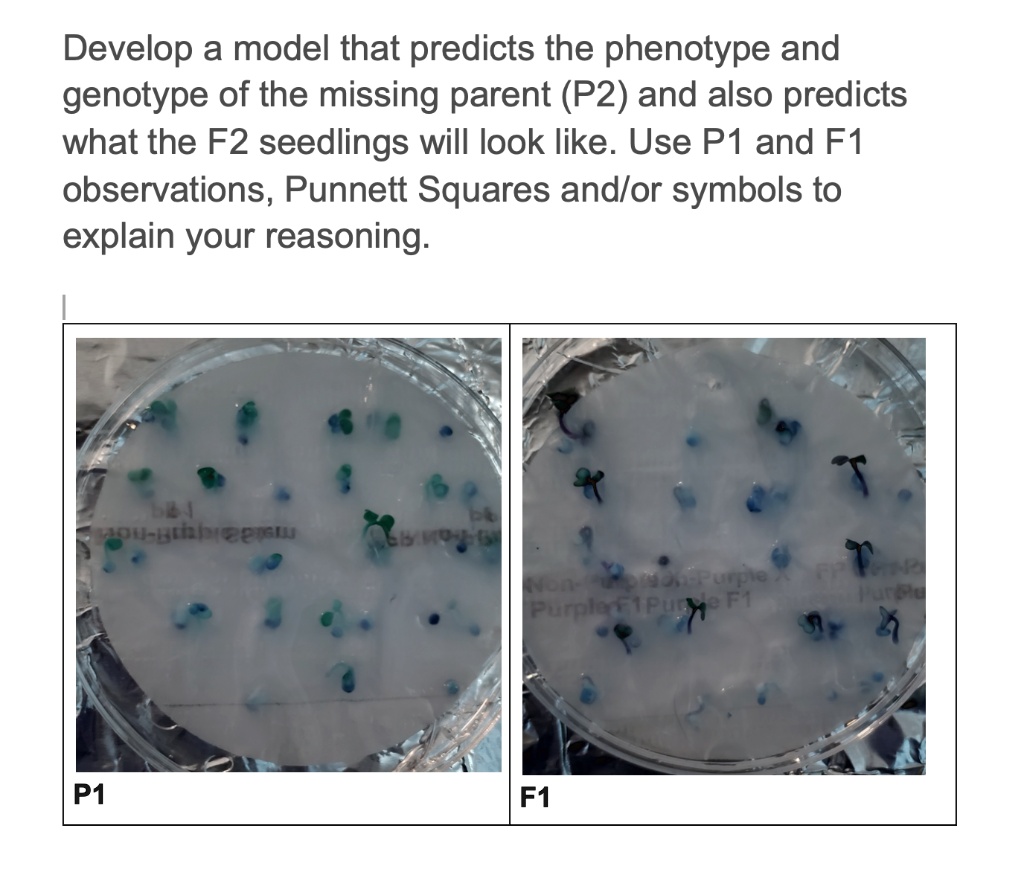 SOLVED:Develop a model that predicts the phenotype and genotype of the ...