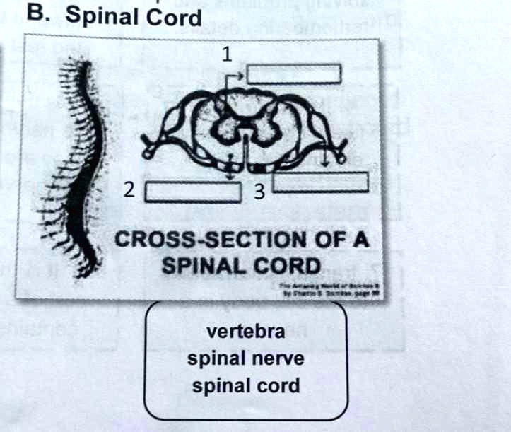 Solved B Spinal Cord Vertebrae Spinal Nerve Spinal Cord B Spinal