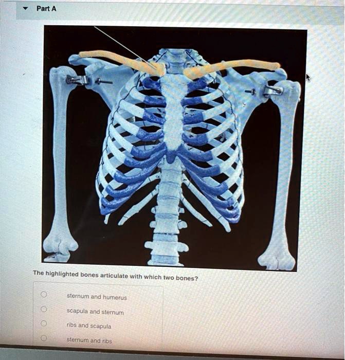 Part A The highlighted bones articulate with which two bones? sternum ...