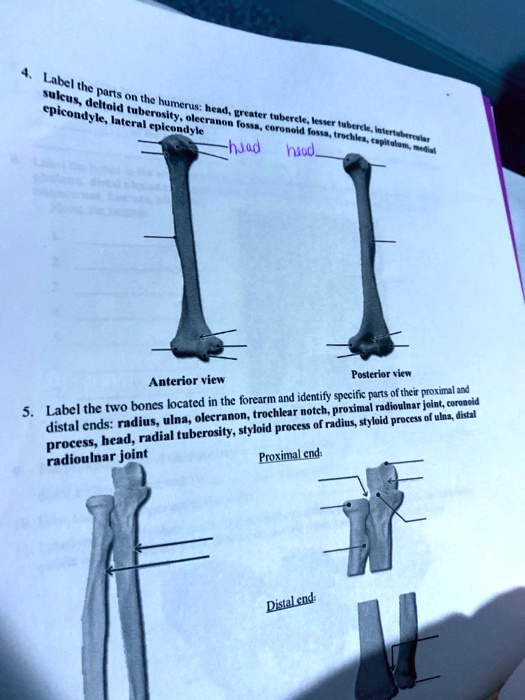 [GET ANSWER] 4. Label the parts on the humerus: head, greater tubercle ...
