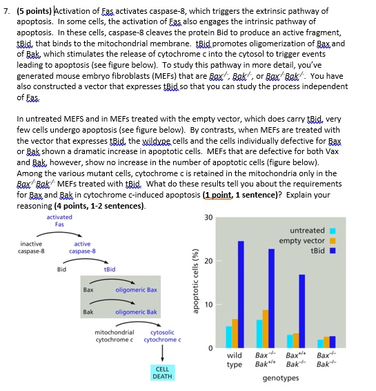 SOLVED: (5 points) Activation of Fas activates caspase-8, which ...