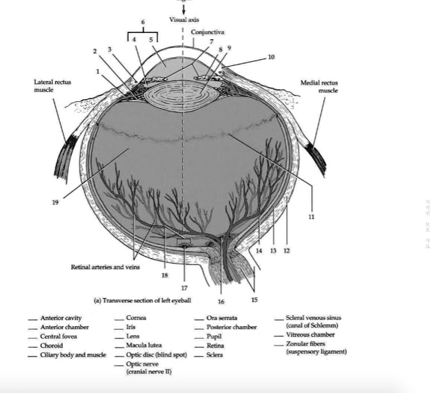 SOLVED: Lateral rectus muscle Medial rectus muscle 19 11 13âˆš12 ...