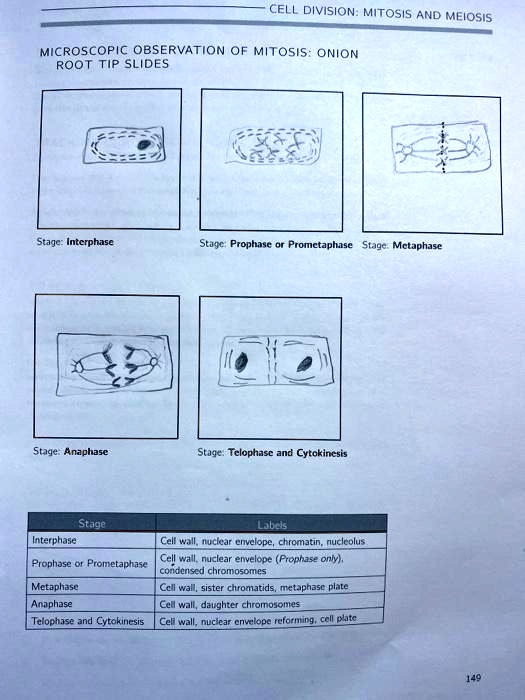 SOLVED: CELL DIVISION: MITOSIS AND MEIOSIS MICROSCOPIC OBSERVATION OF ...