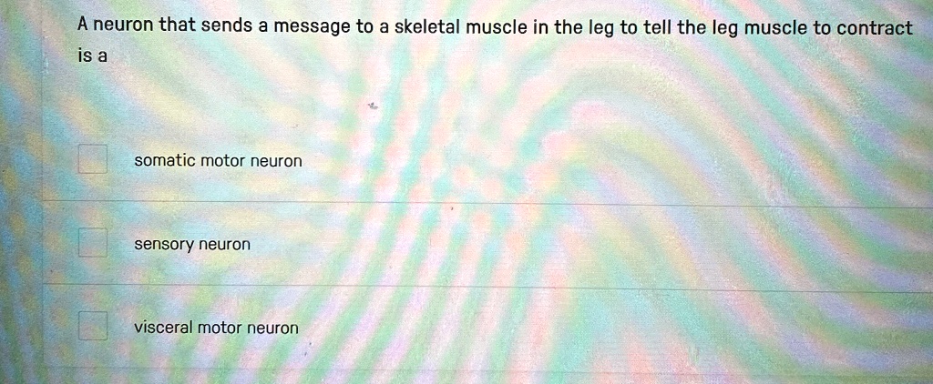 A neuron that sends a message to a skeletal muscle in the leg to tell ...