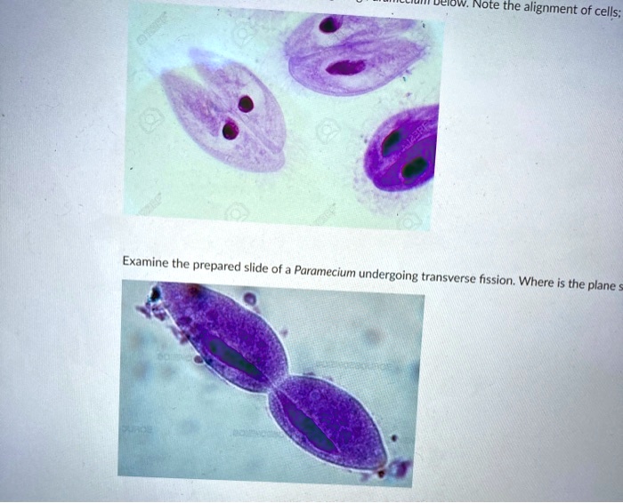 Ueiuw: Note the alignment of cells. Examine the prepared slide of ...