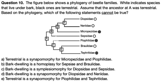 Question 10. The figure below shows a phylogeny of beetle families ...