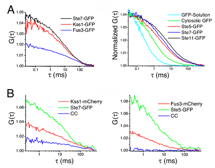 SOLVED: In the experiments above proteins in the MAP kinase cascade ...
