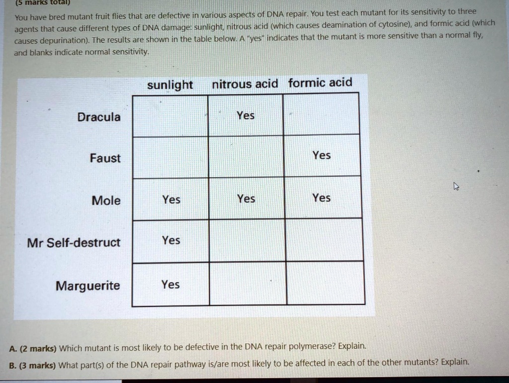 SOLVED: 5 marks total) You have bred mutant fruit flies that are ...