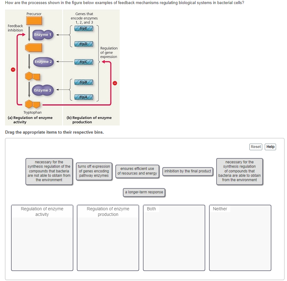 How are the processes shown in the figure below examples of feedback mechanisms regulating ...