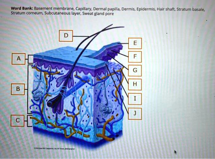 Word Bank: Basement membrane; Capillary; Dermal papilla, Dermis ...