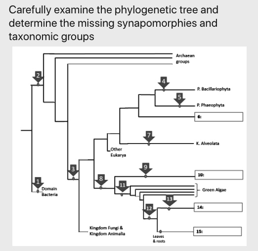 carefully examine the phylogenetic tree and determine the missing ...