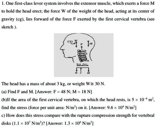 1 one first class lever system involves the extensor muscle which ...