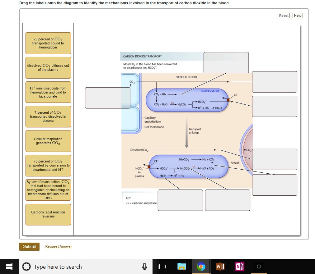 drag the labels onto the diagram to identify the mechanisms involved in ...