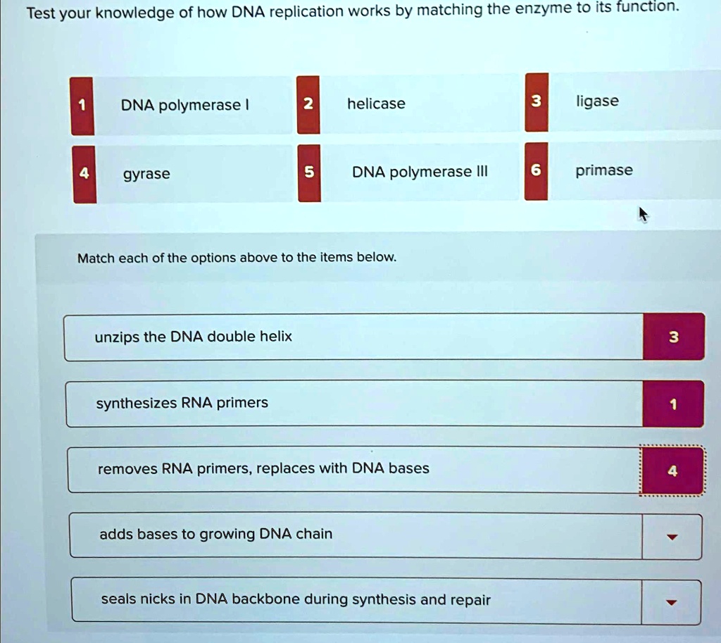 SOLVED: Test your knowledge of how DNA replication works by matching ...