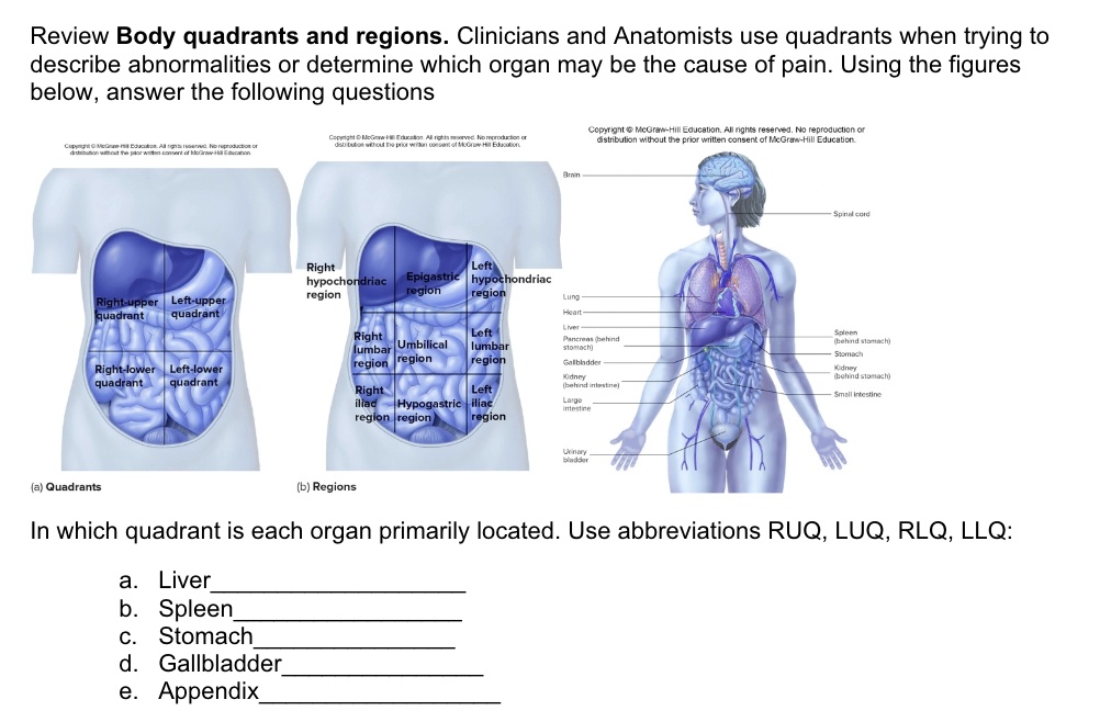 Review Body quadrants and regions. Clinicians and Anatomists use ...