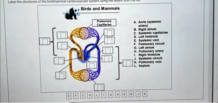 Label the structures of the bird/mammal cardiovascular system using the ...