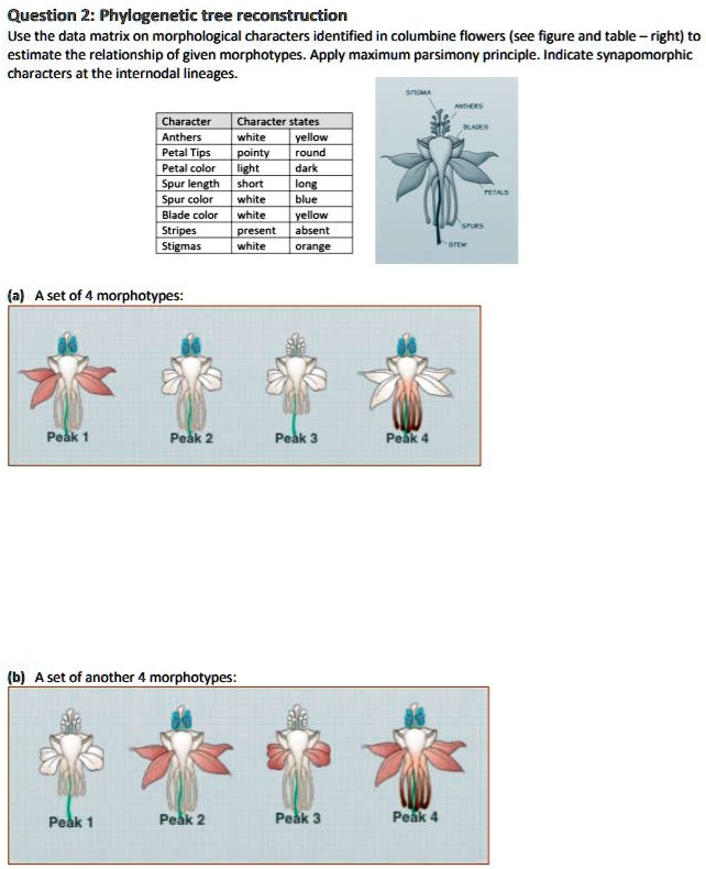 SOLVED: Question 2: Phylogenetic tree reconstruction Use the data matrix on morphological ...