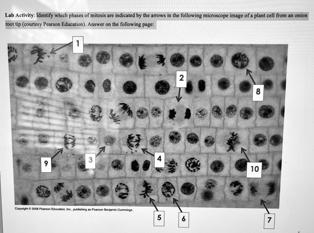 SOLVED: Identify which phases of mitosis are indicated by the arrows in ...