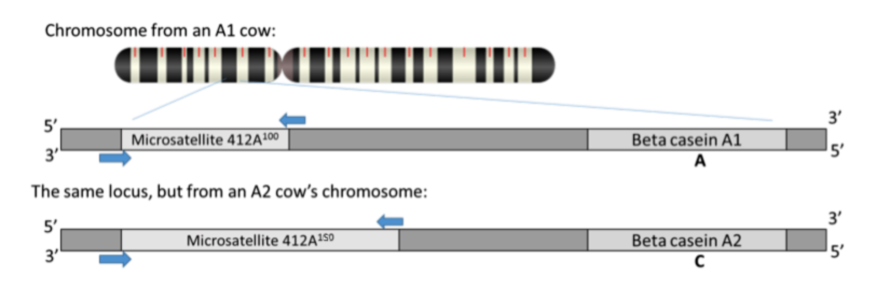 SOLVED: Chromosome from an A1 cow: The same locus, but from an A2 cow's ...
