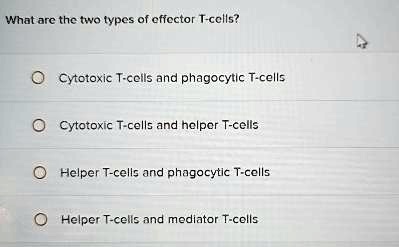 SOLVED: What are the two types of effector T-cells? Cytotoxic T-cells ...