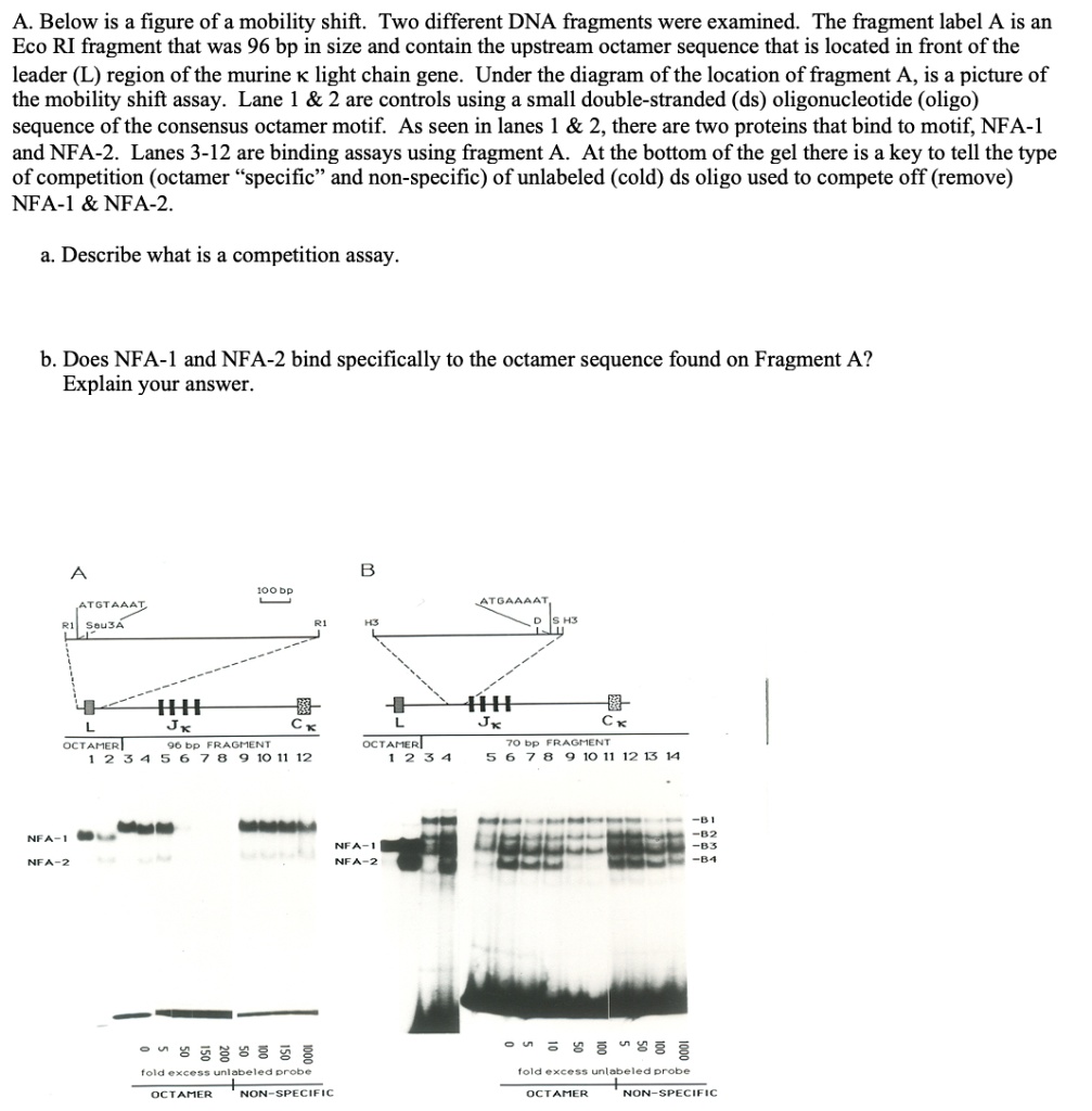 SOLVED: Below is a figure of a mobility shift. Two different DNA ...