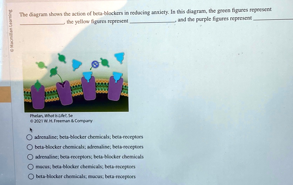 a e the diagram shows the action of beta blockers in reducing anxiety ...