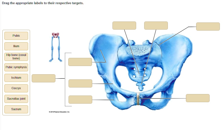 Drag the appropriate labels to their respective targets. Pubis Ilium ...