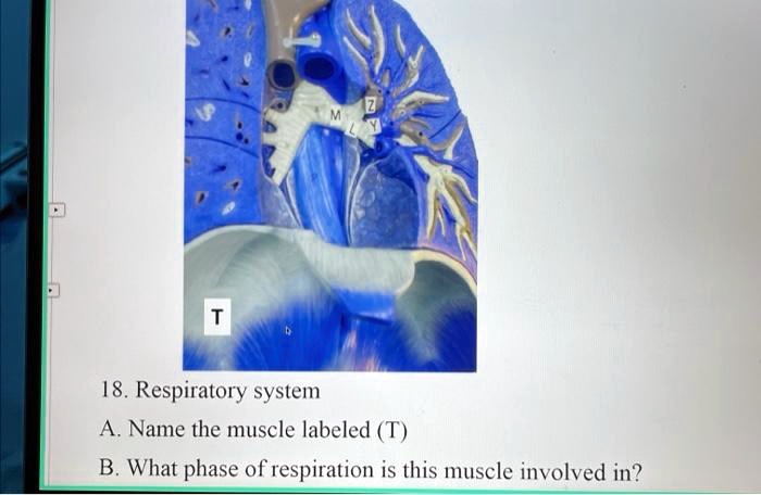 SOLVED: b 18.Respiratory system A.Name the muscle labeled(T B. What ...