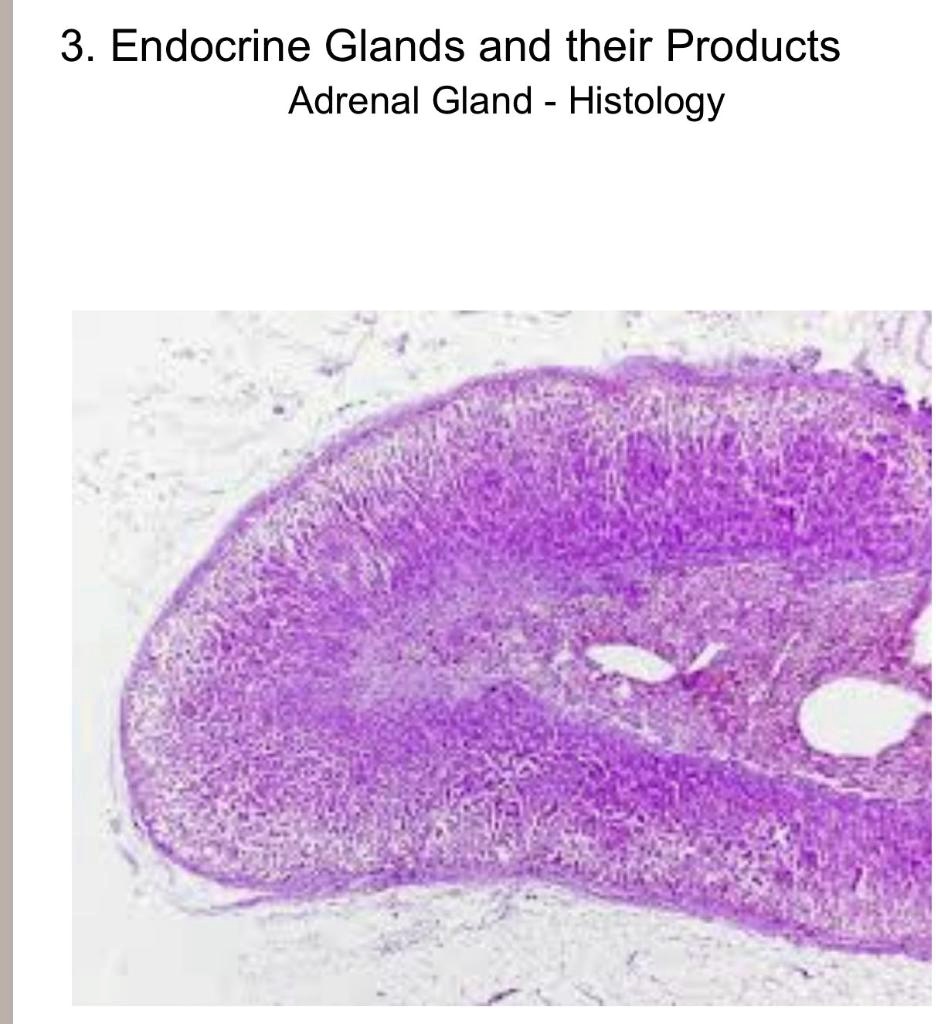 SOLVED: 3. Endocrine Glands and their Products Adrenal Gland - Histology