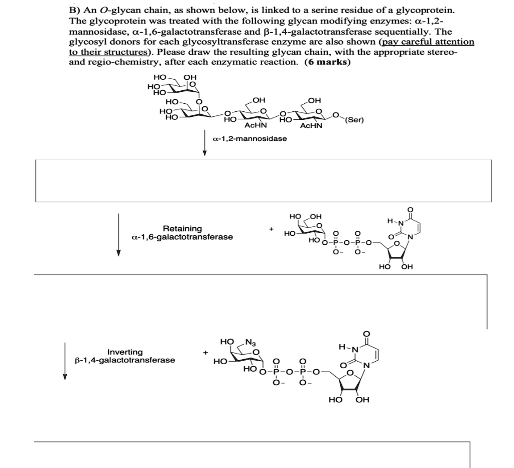 SOLVED: B) An O-glycan chain, as shown below, is linked to a serine ... SOLVED: B) An O-glycan chain, as shown below, is linked to a serine ...