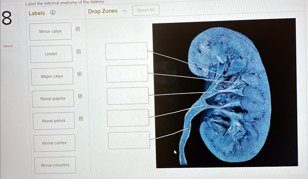 8 Label the internal anatomy of the kidney. Labels Minor calyx eBook ...