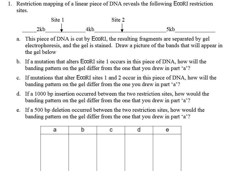 SOLVED: Restriction mapping of a linear piece 0f DNA reveals the following EcORI restriction ...