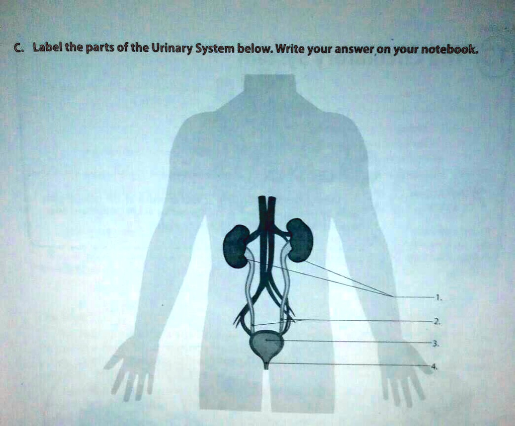 SOLVED: C. Label the parts of the urinary system below. Please provide ...