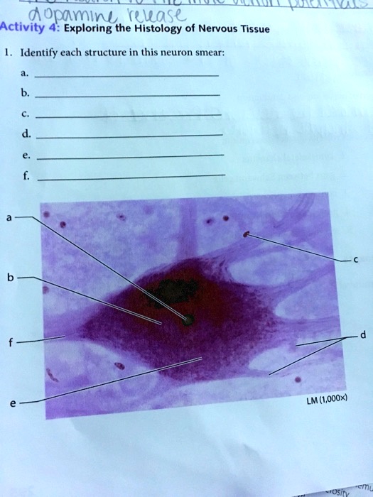 dopamine release Activity 4: Exploring the Histology of Nervous Tissue ...