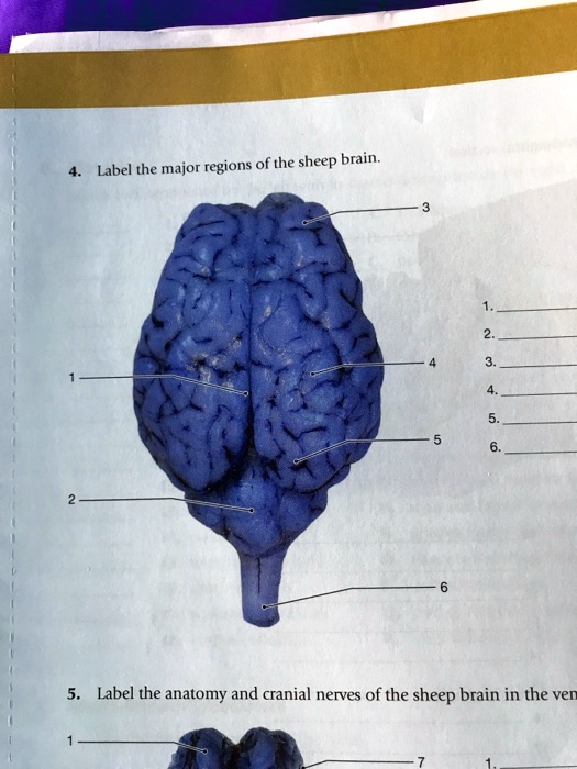 SOLVED: Label the major regions of the sheep brain.